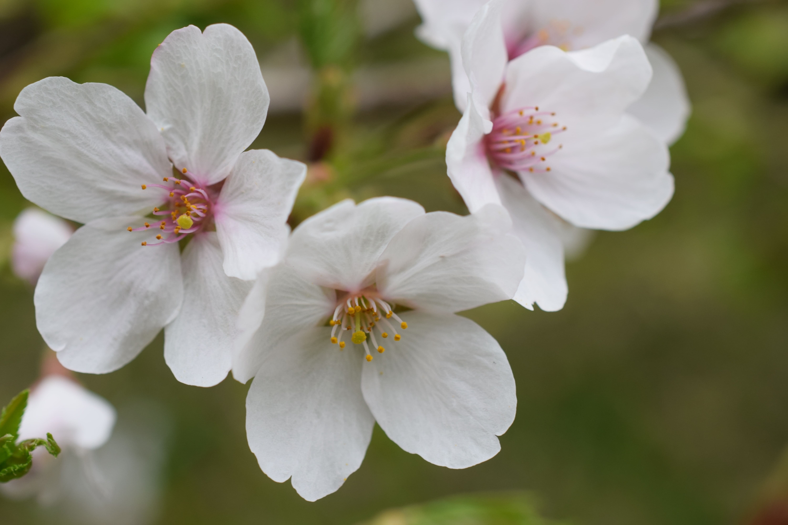 ソメイヨシノ（染井吉野） | 藤沢市長久保公園 都市緑化植物園・生物多様性センター